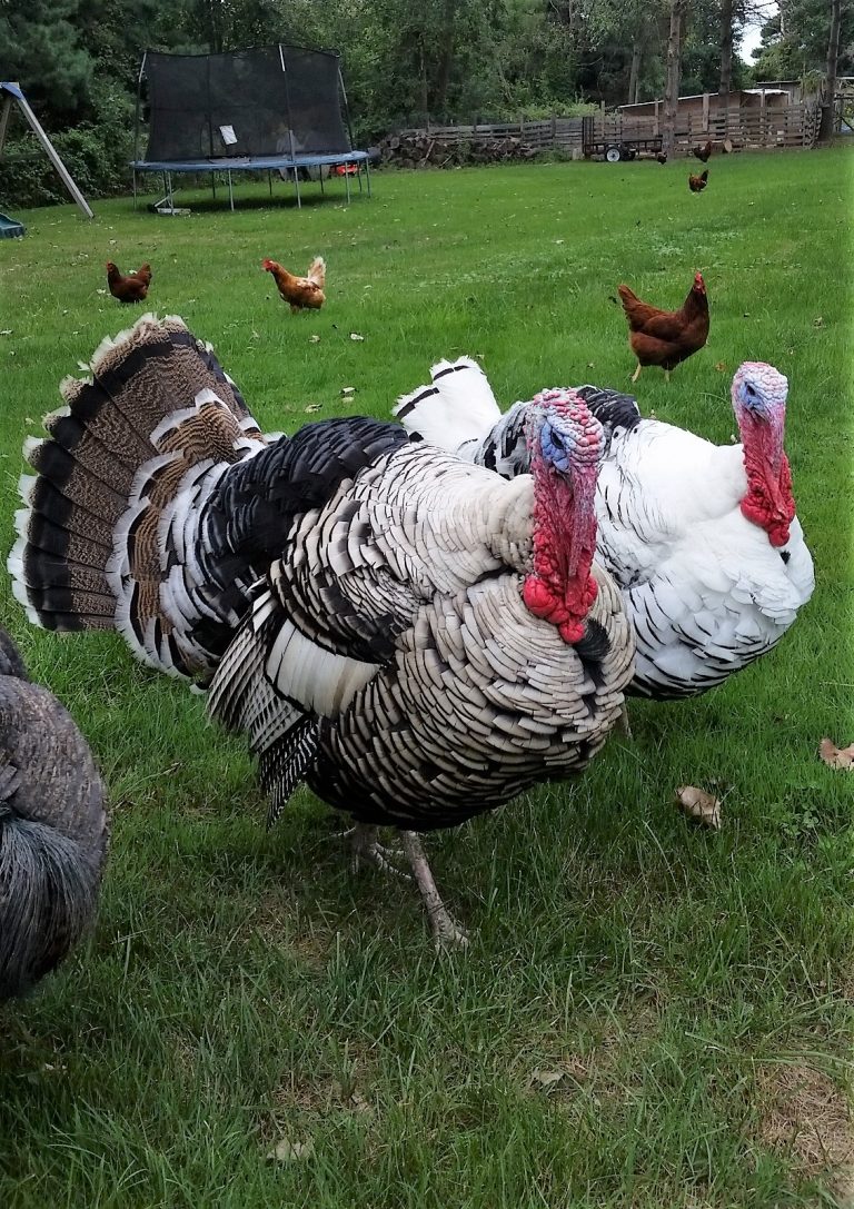 Surplus Rare Turkey Special | Cackle Hatchery®