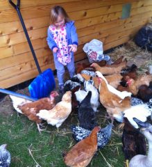 Hatchery Surprise - Baby Chicks for Sale | Cackle Hatchery®