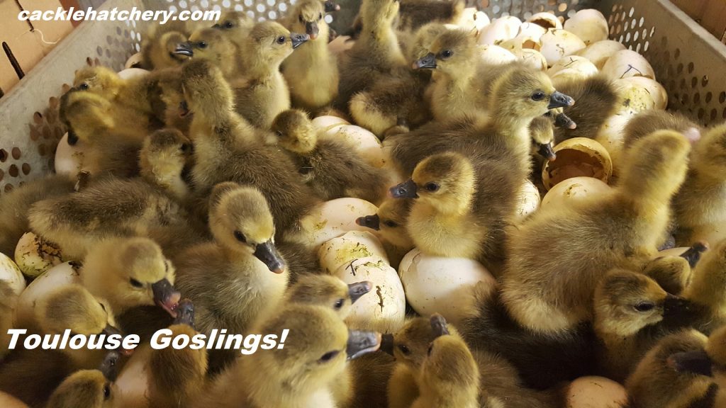 Toulouse Geese for Sale - Waterfowl Hatchery | Cackle Hatchery®