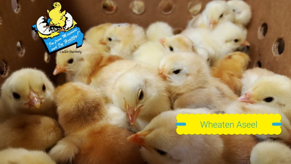 Wheaten Aseel (Asil) Chickens for Sale | Cackle Hatchery®