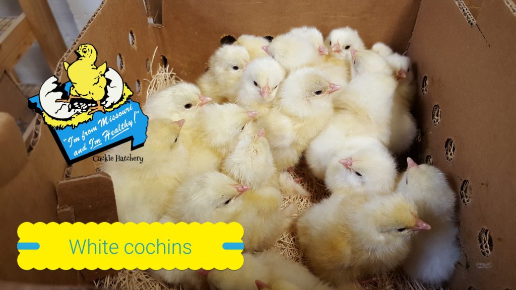 White Cochin Standard Chicks for Sale | Cackle Hatchery®