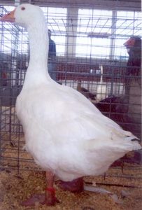 White Embden Geese - Baby Gosling for Sale | Cackle Hatchery®