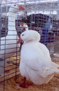 White Embden Geese - Baby Gosling for Sale | Cackle Hatchery®