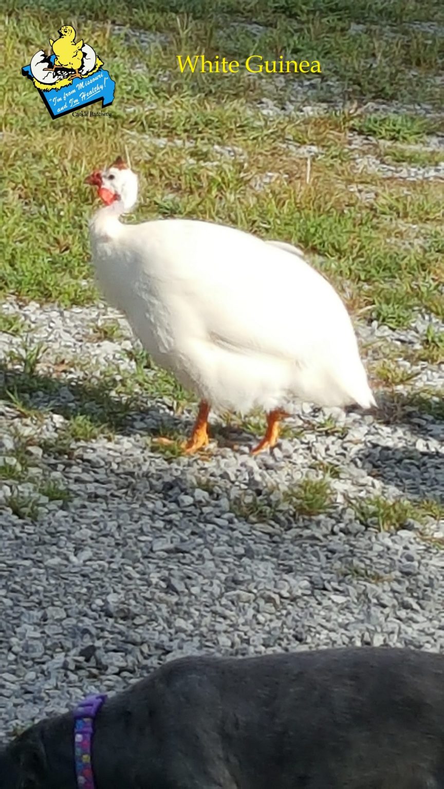 White African Guinea Fowl For Sale | Cackle Hatchery®