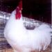Isabella Leghorn Chickens - Baby Chicks for Sale | Cackle Hatchery®