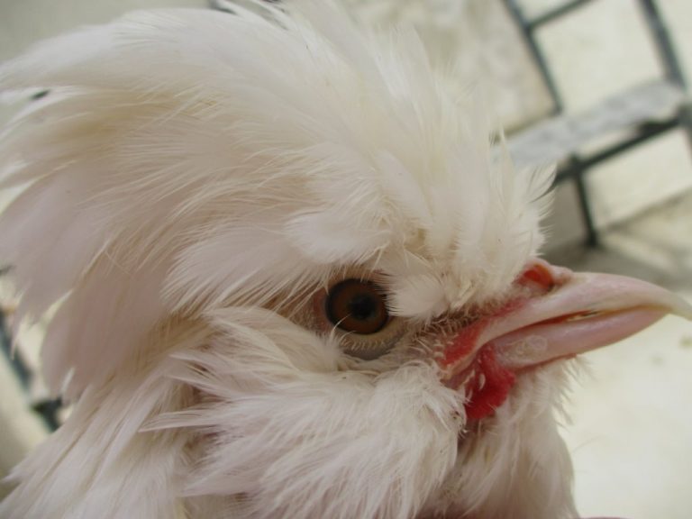 White Sultan Chickens : Baby Chicks for Sale | Cackle Hatchery®