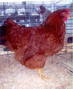 Delaware X Hampshire Cross (Indian River) Chickens | Cackle Hatchery®