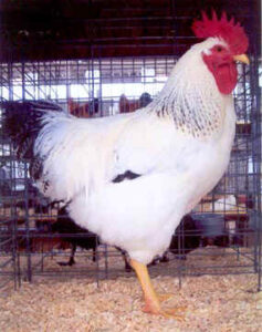 Delaware X Hampshire Cross (Indian River) Chickens | Cackle Hatchery®