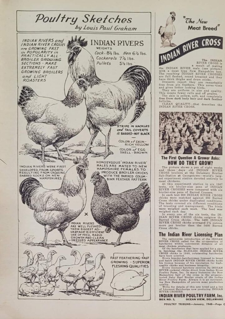 Delaware X Hampshire Cross (Indian River) Chickens | Cackle Hatchery®