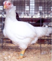Cornish Bantam Baby Chicks for Sale | Cackle Hatchery®