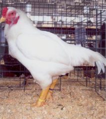 Cornish Bantam Baby Chicks for Sale | Cackle Hatchery®