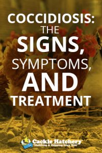 Coccidiosis: The Signs, Symptoms and Treatment - Cackle Hatchery