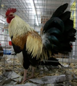 Golden Duckwing Standard Old English Chicks | Cackle Hatchery®
