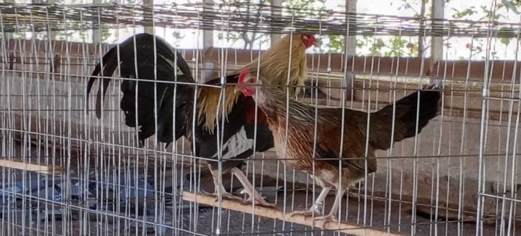 Golden Duckwing Standard Old English Chicks | Cackle Hatchery®