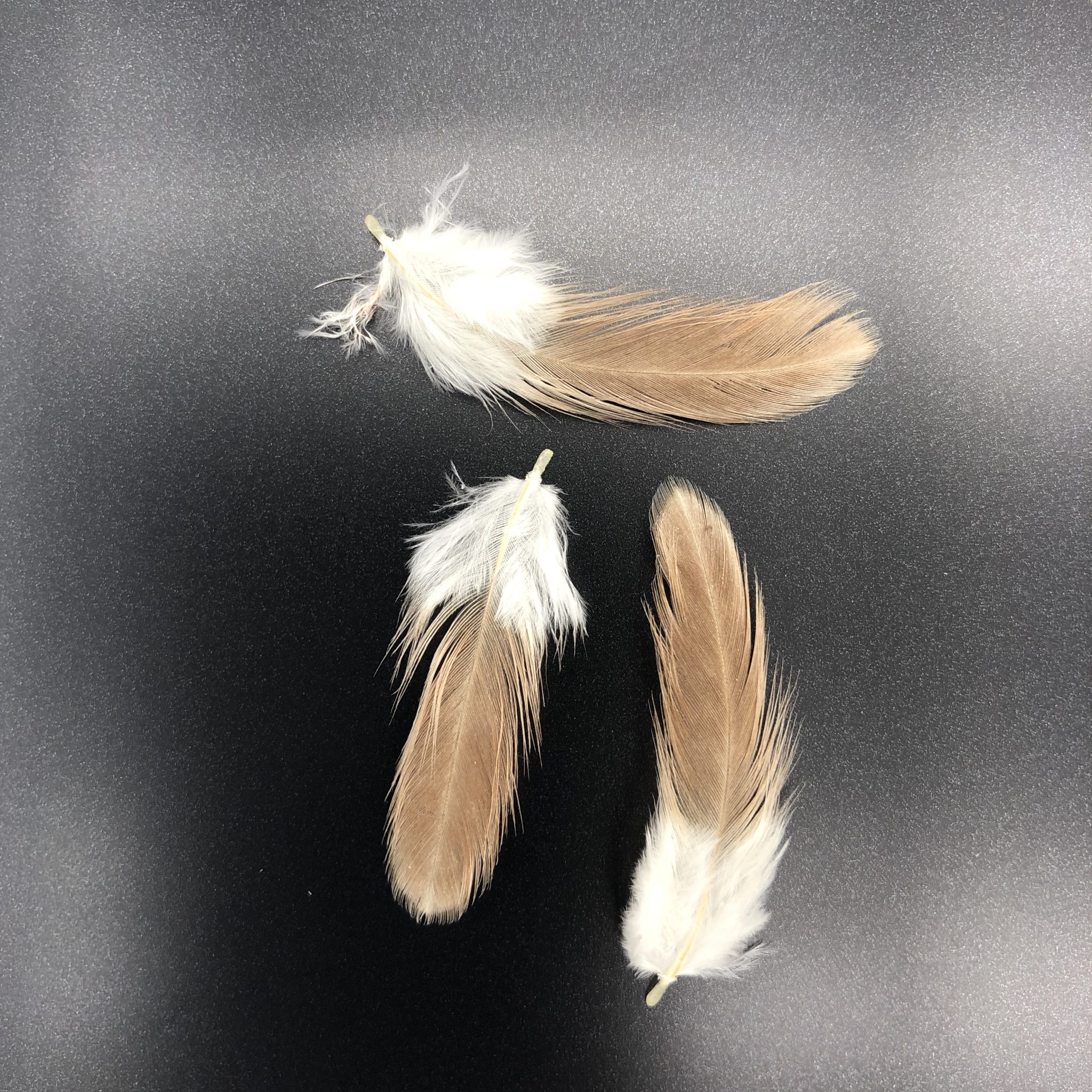 Red Pyle Old English Standard Chickens | Cackle Hatchery®