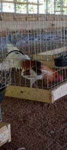 Red Pyle Old English Standard Chickens | Cackle Hatchery®