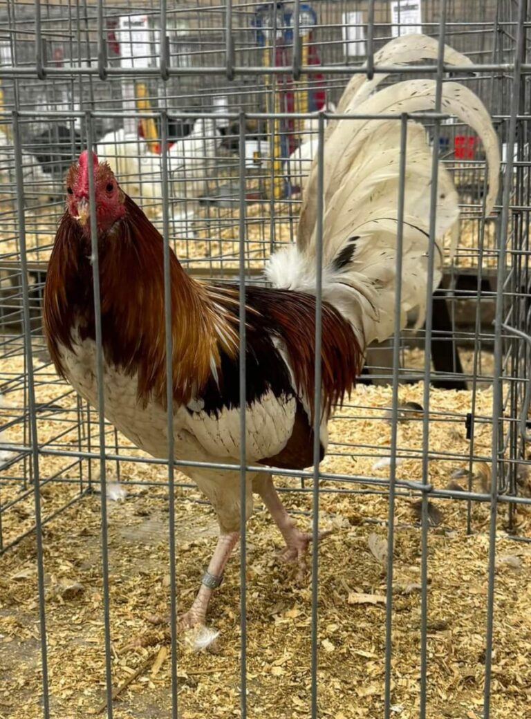 Red Pyle Old English Standard Chickens | Cackle Hatchery®