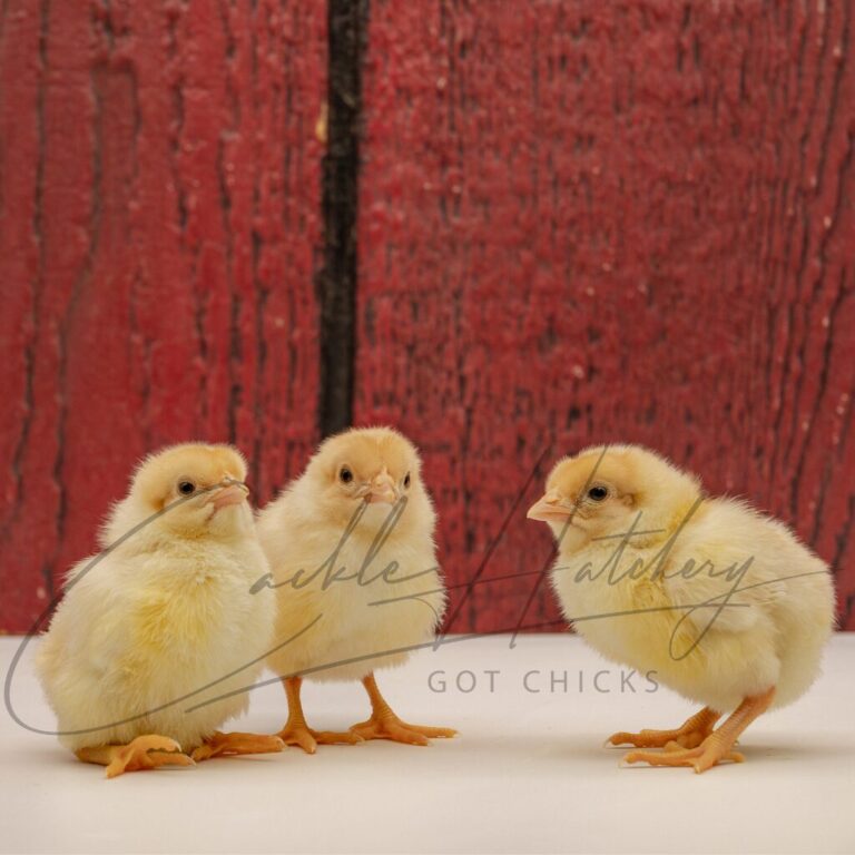 Red Pyle Old English Standard Chickens | Cackle Hatchery®