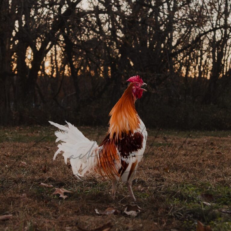 Standard Old English Game Baby Chicks For Sale | Cackle Hatchery