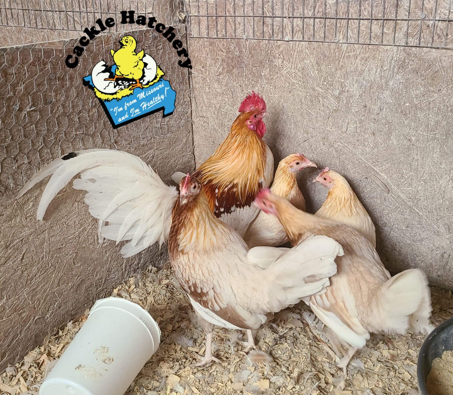 Red Pyle Old English Standard Chickens | Cackle Hatchery®