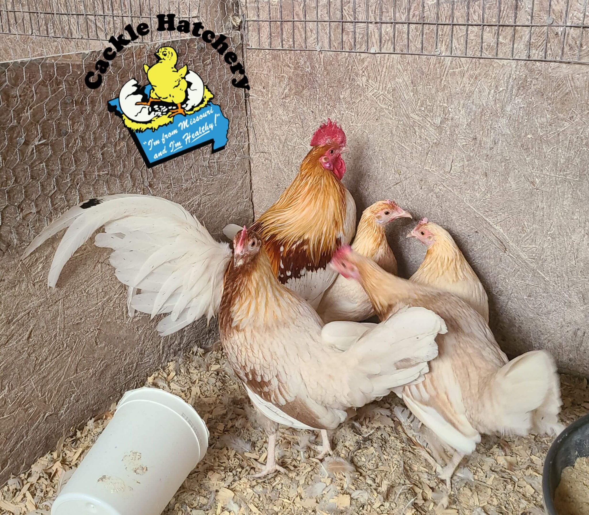 Red Pyle Old English Standard Chickens | Cackle Hatchery®