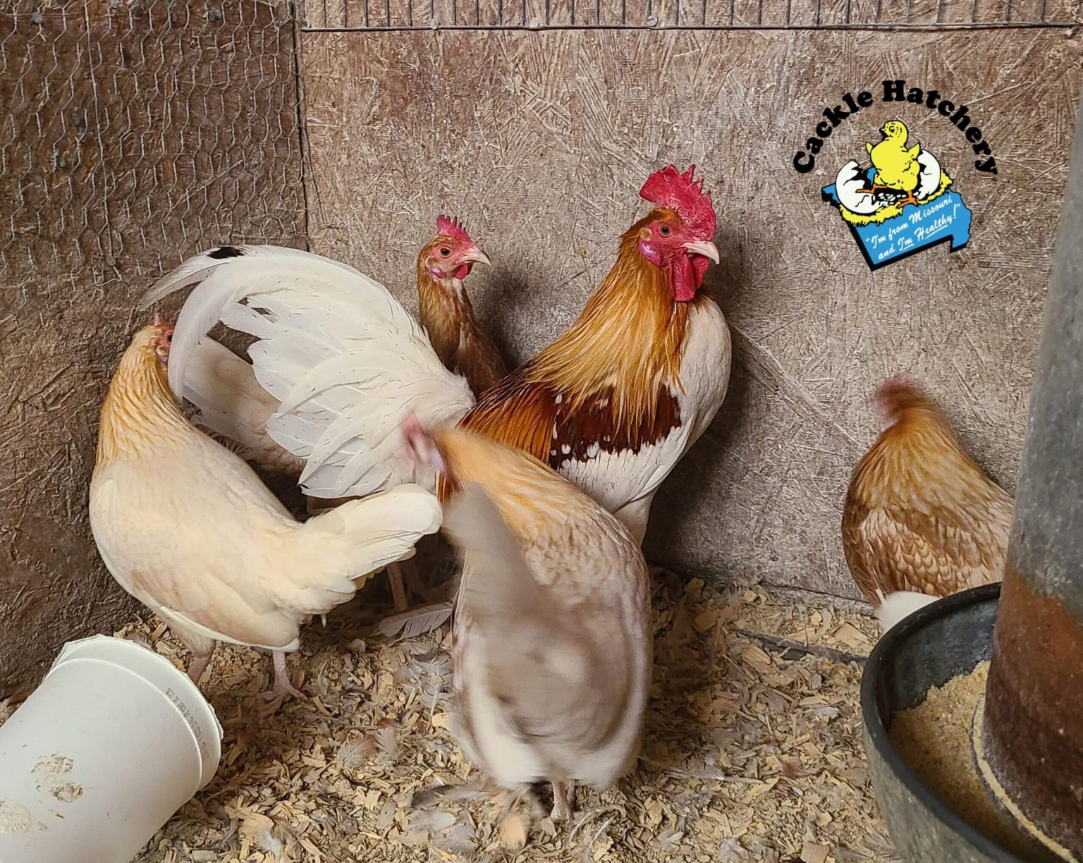 Red Pyle Old English Standard Chickens | Cackle Hatchery®