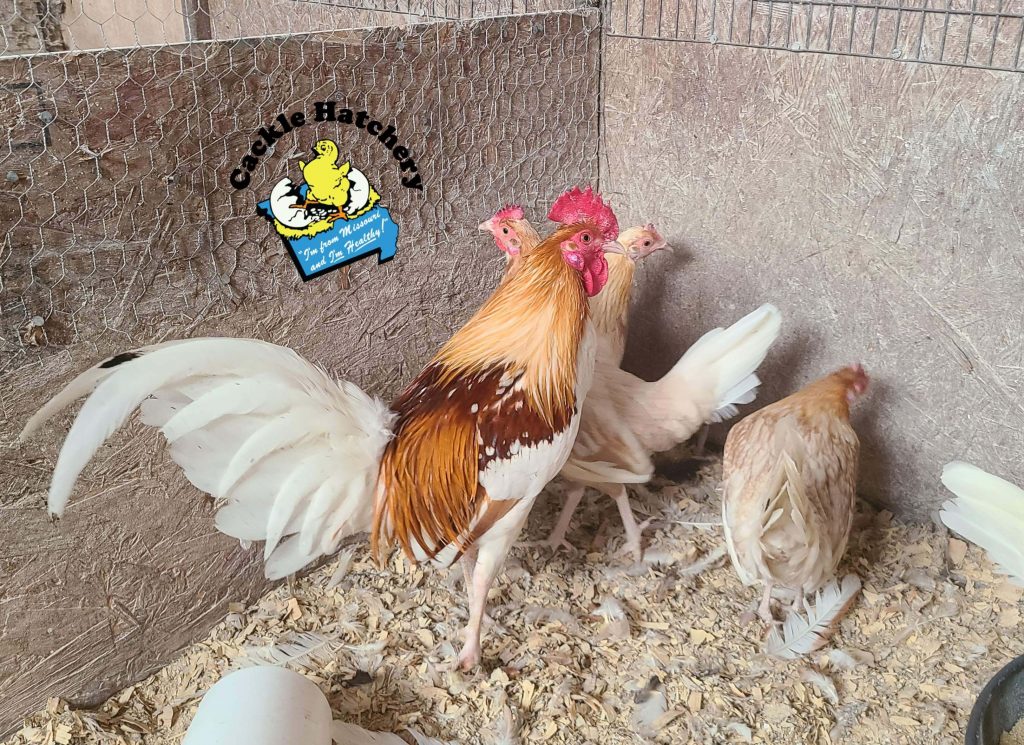Red Pyle Old English Standard Chickens | Cackle Hatchery®
