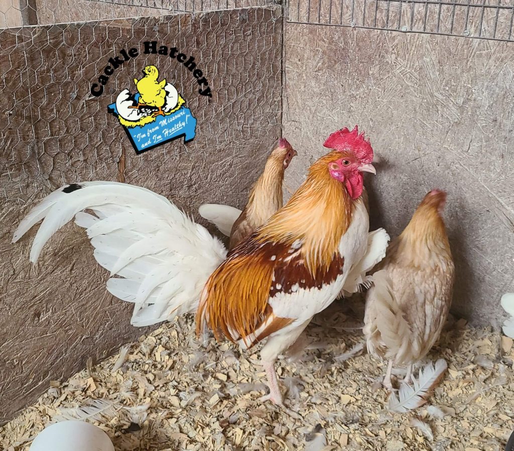 Red Pyle Old English Standard Chickens | Cackle Hatchery®