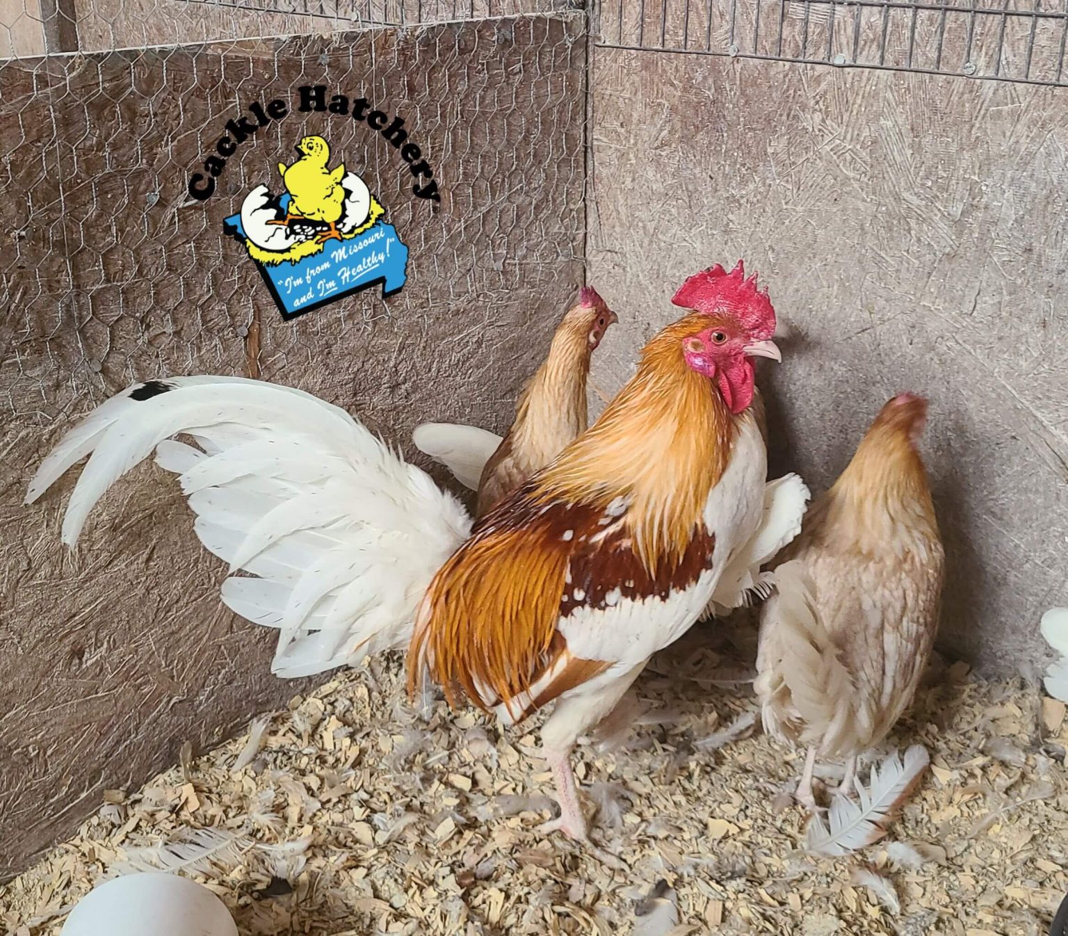 Red Pyle Old English Standard Chickens | Cackle Hatchery®