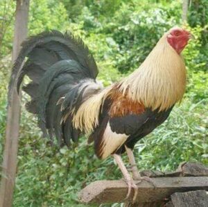 Golden Duckwing Standard Old English Chicks | Cackle Hatchery®