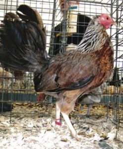 Golden Duckwing Standard Old English Chicks | Cackle Hatchery®