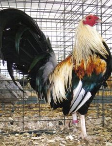 Golden Duckwing Standard Old English Chicks | Cackle Hatchery®