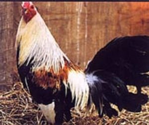 Golden Duckwing Standard Old English Chicks | Cackle Hatchery®