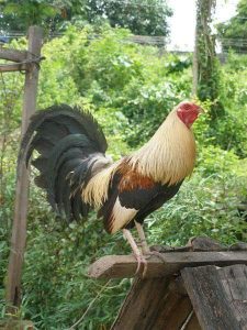 Golden Duckwing Standard Old English Chicks | Cackle Hatchery®