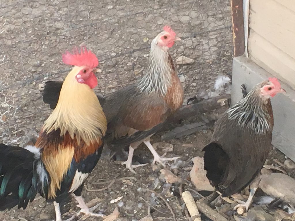 Golden Duckwing Standard Old English Chicks | Cackle Hatchery®