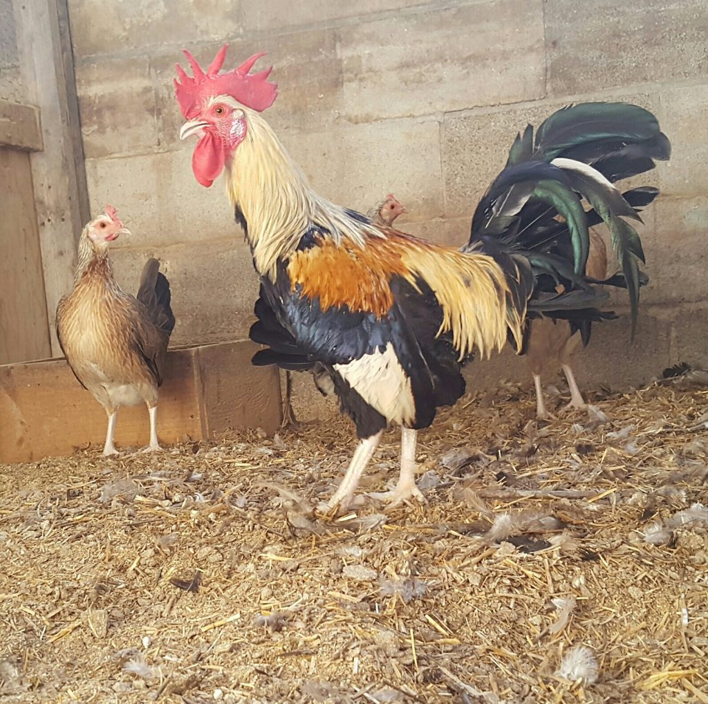 Golden Duckwing Standard Old English Chicks | Cackle Hatchery®