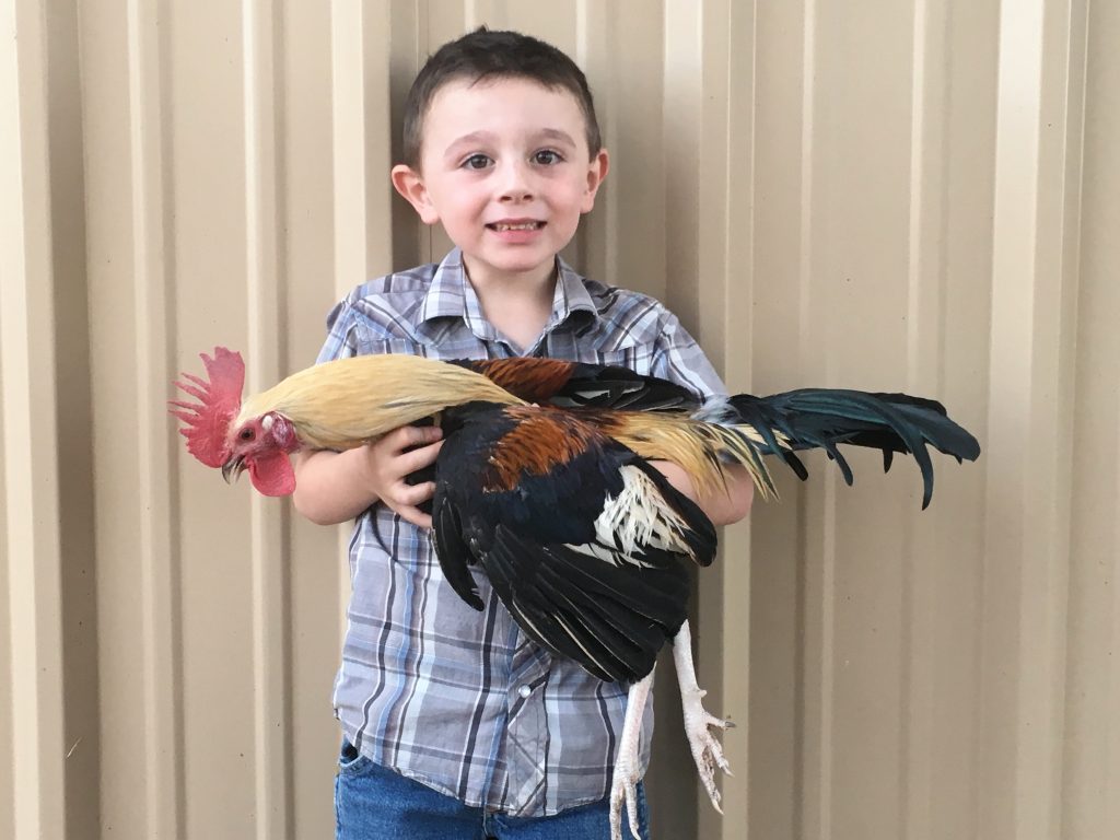 Golden Duckwing Standard Old English Chicks | Cackle Hatchery®