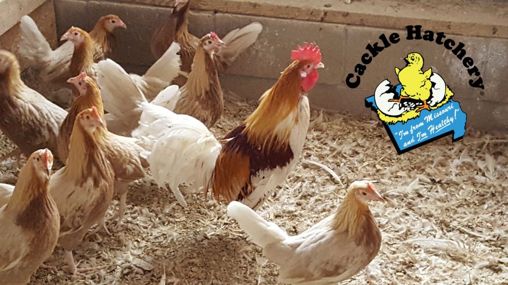 Red Pyle Old English Standard Chickens | Cackle Hatchery®