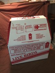 Horizon Micro-Environments Grown Fowl Shipping Boxes | Cackle Hatchery®