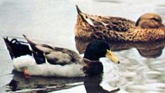 Wild Flying Mallard Ducks - Baby Ducklings | Cackle Hatchery®