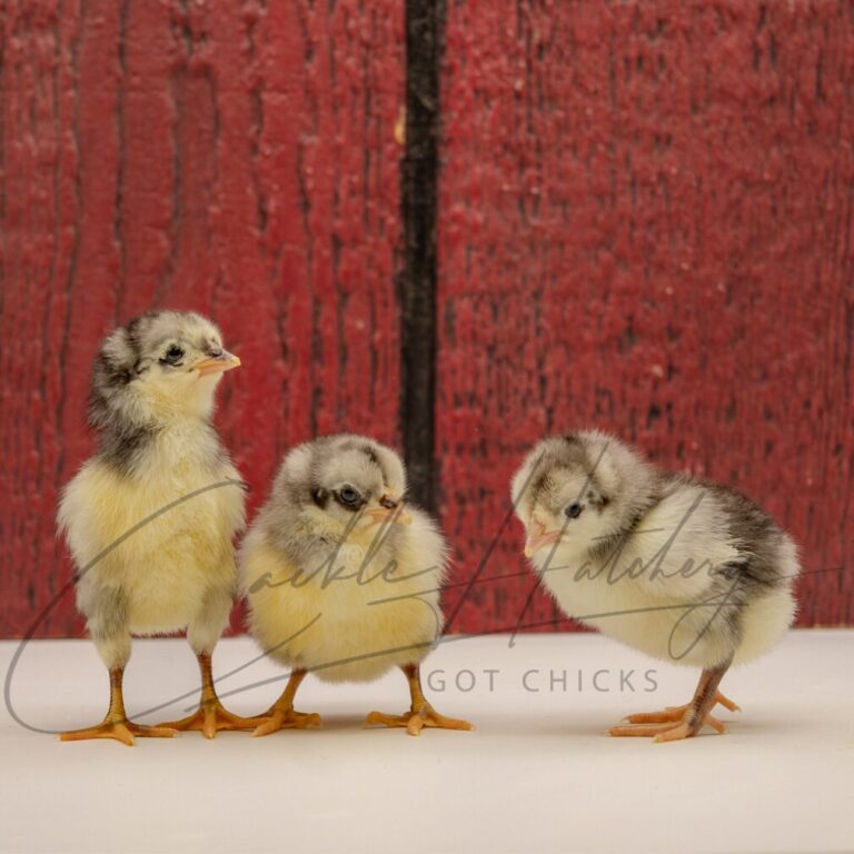 Blue Standard Old English Chickens | Cackle Hatchery®