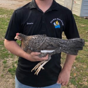 Crele Old English Game Fowl Baby Chicks | Cackle Hatchery®