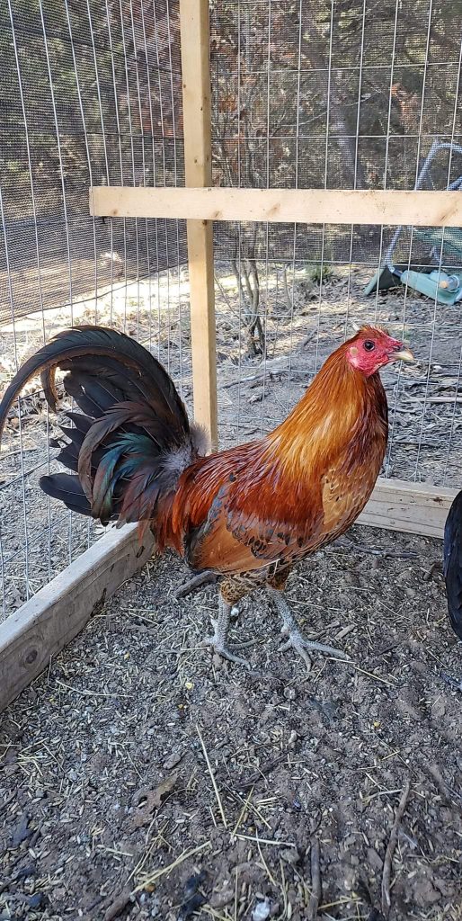 Ginger Red Standard Old English Chickens | Cackle Hatchery®