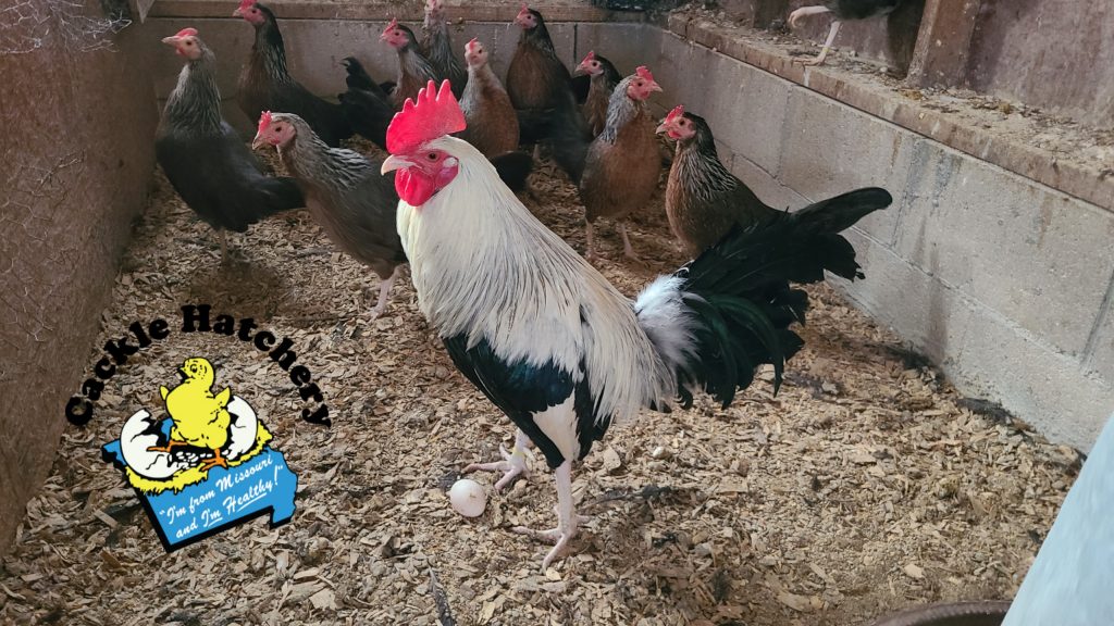 Silver Duckwing Old English Chickens | Cackle Hatchery®