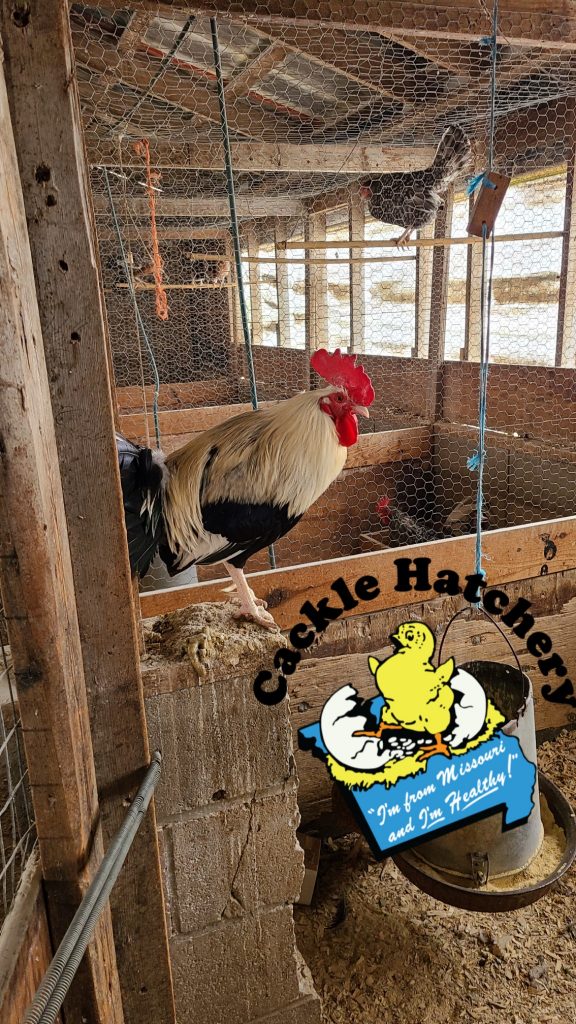 Silver Duckwing Old English Chickens | Cackle Hatchery®