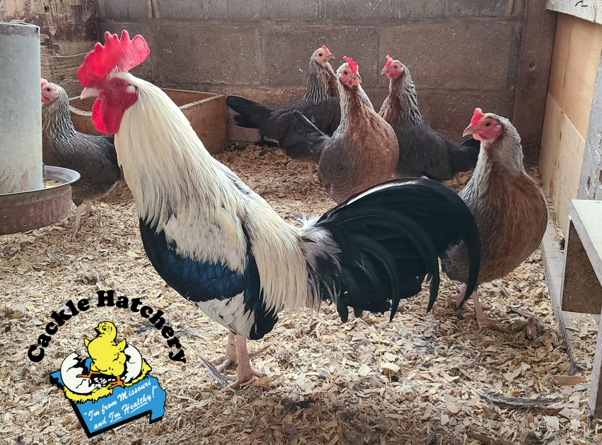 Silver Duckwing Old English Chickens | Cackle Hatchery®