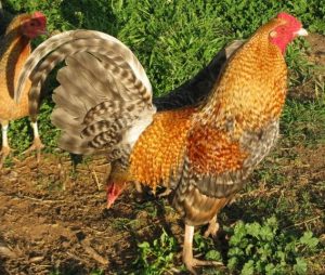 Crele Old English Game Fowl Baby Chicks | Cackle Hatchery®
