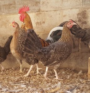 Crele Old English Game Fowl Baby Chicks | Cackle Hatchery®