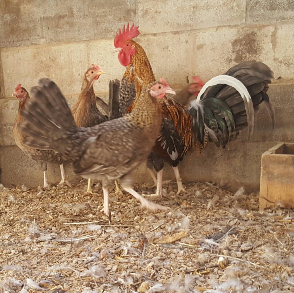Crele Old English Game Fowl Baby Chicks | Cackle Hatchery®
