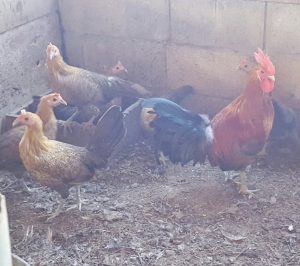 Ginger Red Standard Old English Chickens | Cackle Hatchery®